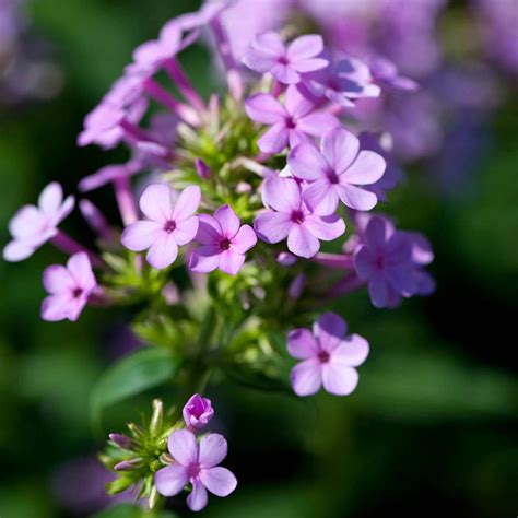 Tall Phlox Jeana Shop Phlox Paniculata Spring Hill Spring Hill