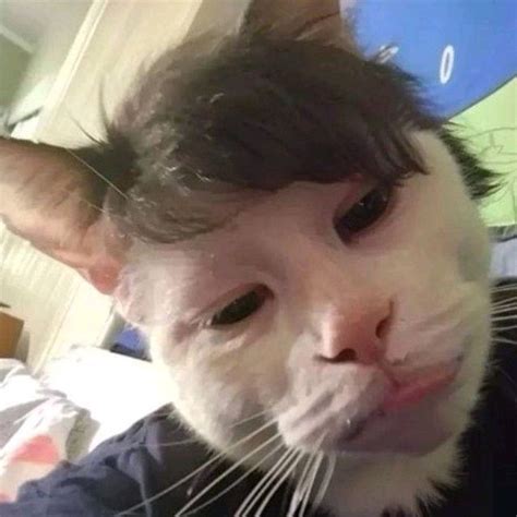 Nanny12🎀 ️ On Tiktok Memes Funny Animals Animal Memes