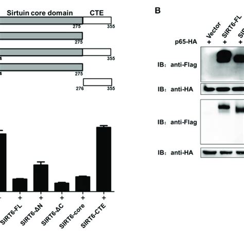 The Core Domain Of Sirt6 Is Required For P65 Inhibition A
