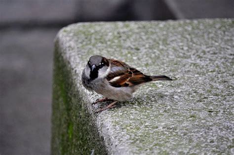 Huismus Vogel Van Het Jaar 2024