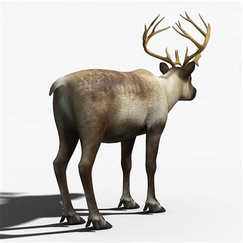 Reindeer Modeled 3d Model