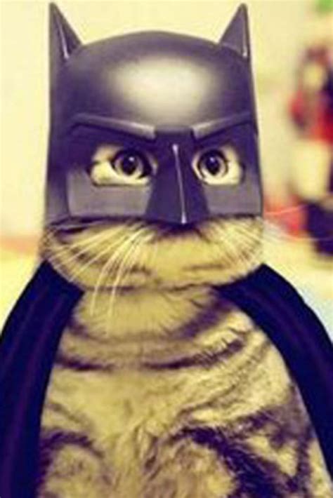 Deguisement Animaux Deguisement Pour Chat Batman Disfraz Para Gato Gatos Gato Disfrazado
