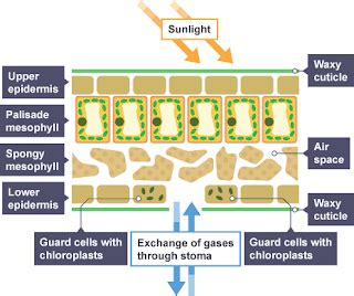 IGCSE Biology 2017 2 21 Describe The Structure Of The Leaf And Explain How It Is Adapted For