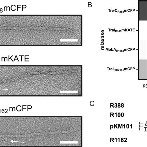 Orthogonal Binding Of Relaxases To Six Helix Bundles 6hb A Tem