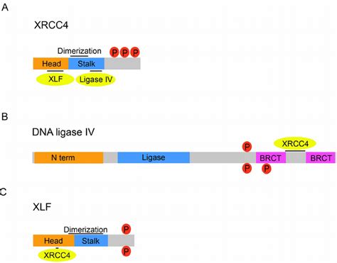 Dna Ligase Diagram