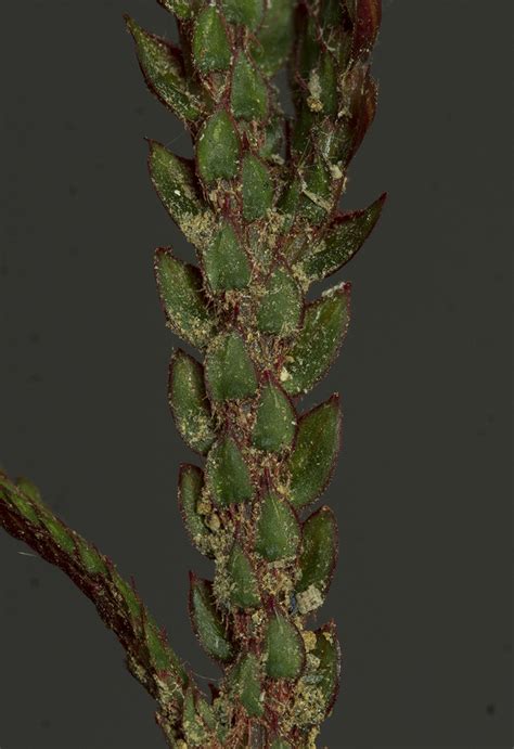 Selaginella Erythropus Selaginellaceae Image 152692 At Phytoimages