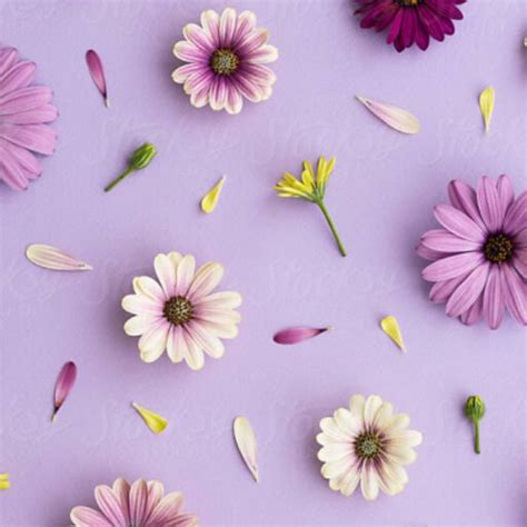 Aisyah Sofiyyah International Islamic University Malaysia Kuala Lumpur Iium Faculty Of