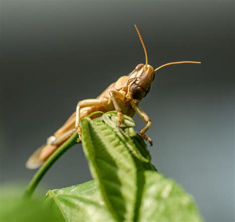 Grasshopper Field Locust Free Photo On Pixabay Pixabay