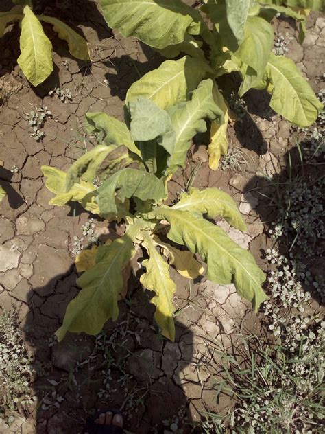 16 Questions With Answers In Olericulture Science Topic