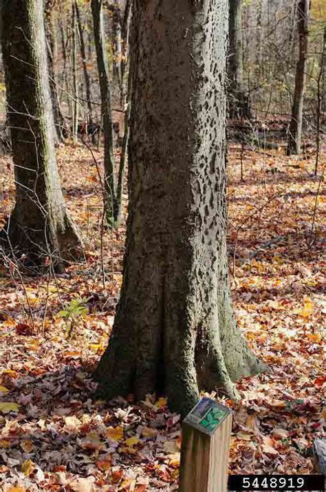 Arkansas Tree Database Sugarberry Southern Hackberry Sugar Hackberry