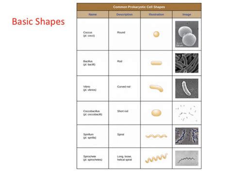 3 Prokaryotic Cell Structure Function Flashcards Quizlet