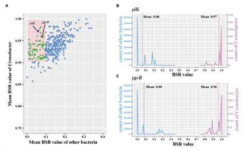 Conserved Single Copy Core Genes Of Cronobacter Were Further Download Scientific Diagram