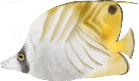 Watercolor Sea Fish 10988046 Png