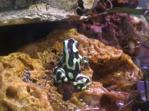 Dendrobates Auratus Dendrobatidae