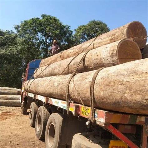 Pine Wood Logs At Best Price In Kozhikode By M A Asif Universal