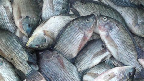 Jenis Ikan Nila Dan Cara Budidayanya Yang Bernilai Ekonomi