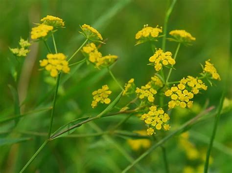Bupleurum - Uses, Side Effects, and More - TechBullion