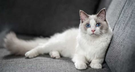 5 Large House Cat Breeds That Will Make You Fall In Love Higooga Blog