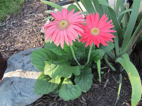 Our Chance The Gerbera Daisy