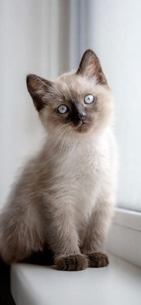 Кошечки ходят в лоток кушают сухой и мокрый корм Окрас сил поинт блю поинт Родители оба