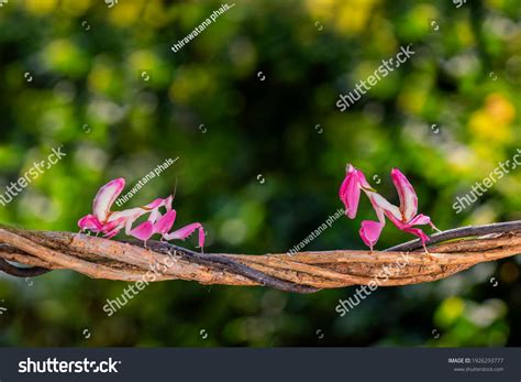Orchid Mantis Camouflage