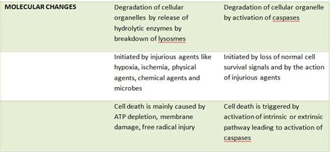 DIFFERENCES BETWEEN NECROSIS AND APOPTOSIS Histopathology Guru
