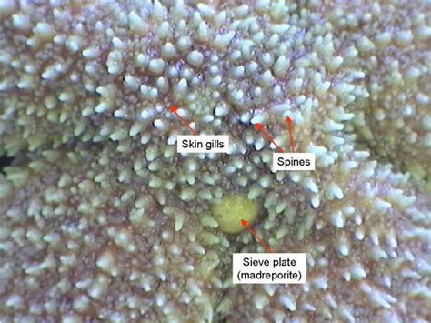 Phylum Echinodermata Angelena Mangieri