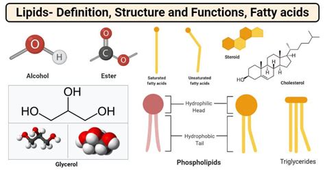 Best 13 Lipids Properties Structure Classification Types Functions Artofit