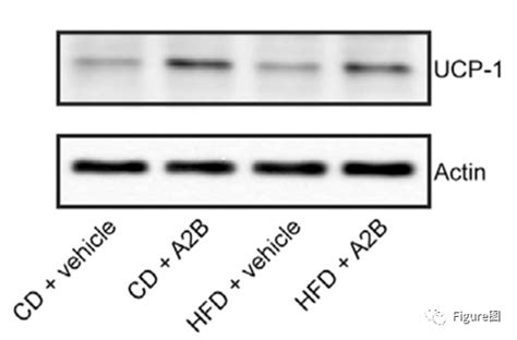 灰度数据转换成rgb565 跟cell子刊学图片的灰度分析 Image J和ps结果差距大吗？ Zhu Cyrus的博客 Csdn博客