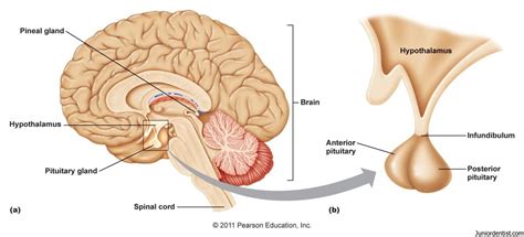 Anterior And Posterior Pituitary Gland Diagram
