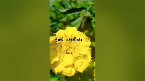 දාස් පෙතියා 🌼 මල් ගෙවත්තක් ලස්සන කරන මල් 😍😯 Gardening Nature Flowers Youtube