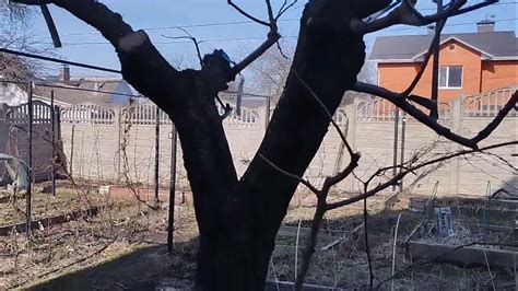 Обрезка деревьев Youtube