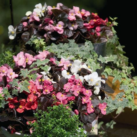 Begonia Fibrous Semperflorens Nightlife F1 Series Norseco