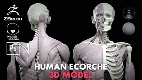 Artstation Human Ecorche Model Muscles And Skeleton 3d Model