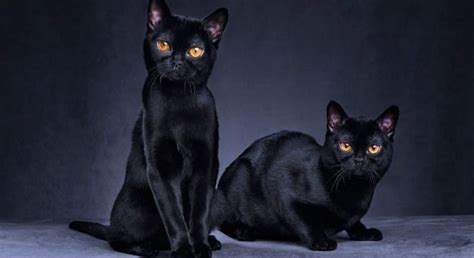 El Gato Bombay Los Famosos Gatos Negros Ciudad Felina Com 2026