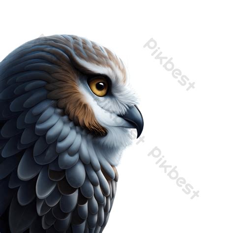 Eagle Cute Illustraion Png Png Images Psd Free Download Pikbest