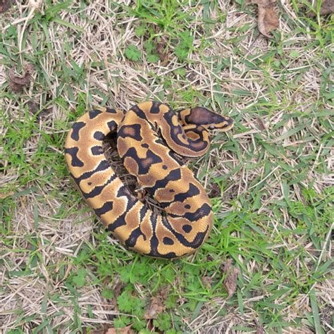Puzzle Ball Python By Winfree Reptiles