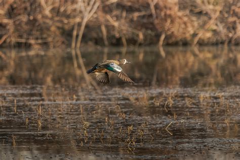 Blue Winged Teal Identification Habitat Migration And Facts Wild Bird Journal