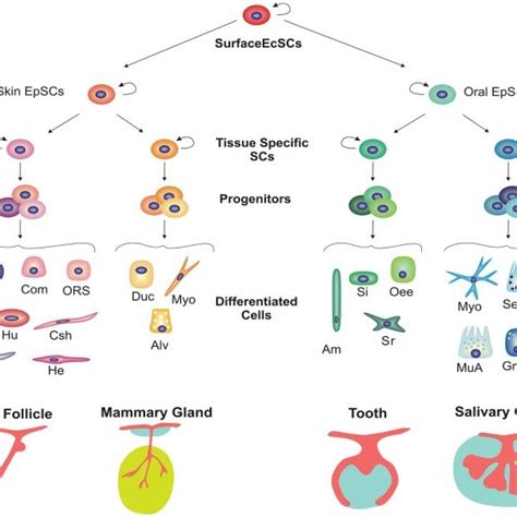 Ectodermal Appendages During Early Stages Of Development Download Scientific Diagram