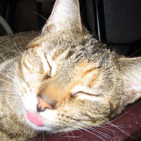 Lucy The Ranting Pepper