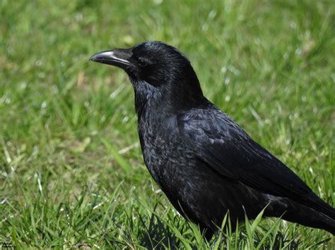 Corneille Noire Carrion Crow Corvus Corone Roméo By Thomas