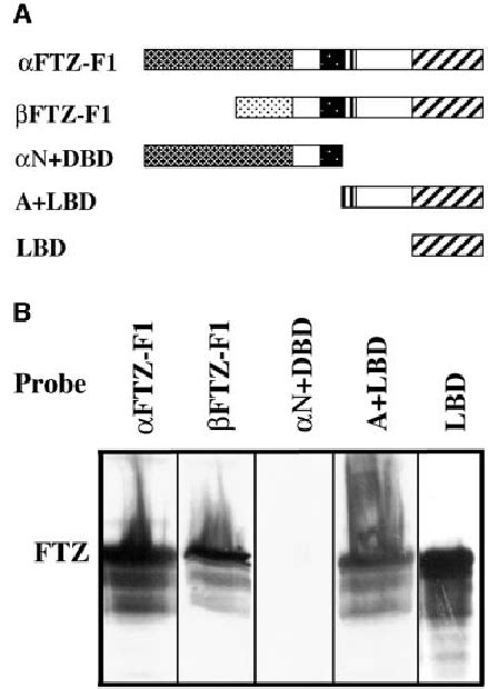 Mapping Domains In Ftz F1 Required For Binding To Ftz A Schematic Download Scientific