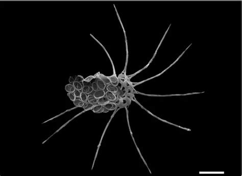New Calcifying Phytoplankton Species Discovered Off Bermuda News The Microbiologist