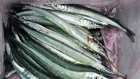 쉬운 학꽁치 손질법 시화방조제 시방 학꽁치 Youtube
