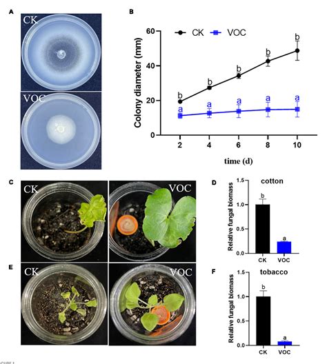 Figure 1 From Antifungal Effects Of Volatile Organic Compounds Produced By Trichoderma