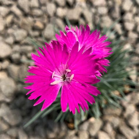 Гвоздика Альпийская Dianthus Alpinus (75 фото) - фото - картинки и ...
