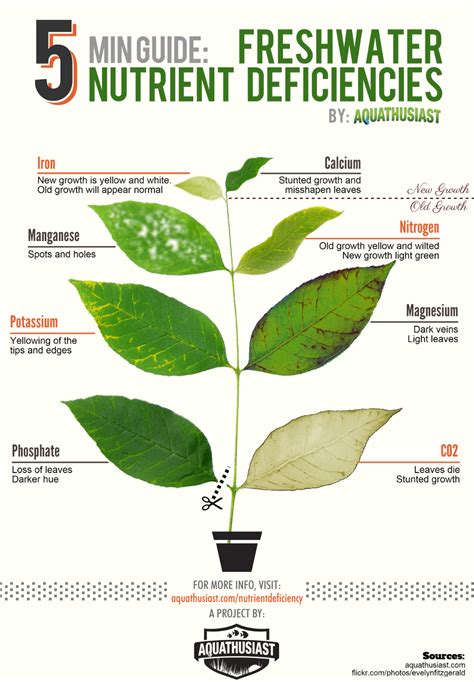 Aquarium Plant Nutrient Deficiency Chart At Alan Darlington Blog