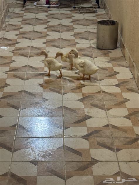 بط اصفر موقع حراج