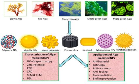 Algae Mediated Synthesis Of Nanoparticles Their Characterization And