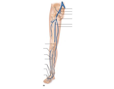 Legs Veins Labeled — Printable Worksheet